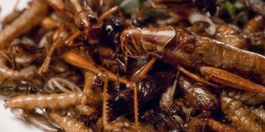 edible insects - Small Stock Foods