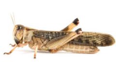 List of edible insects - Small Stock Foods